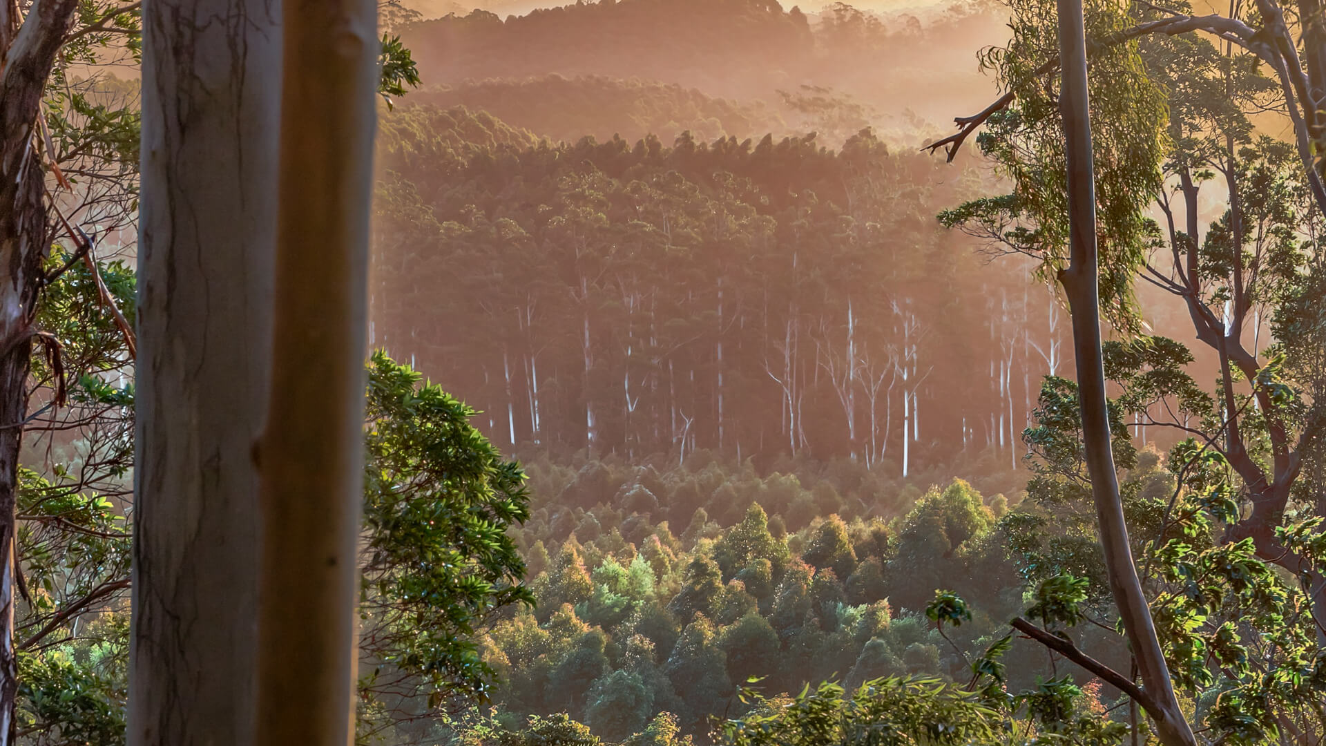 Afotimber - African Forest Timber Ltd