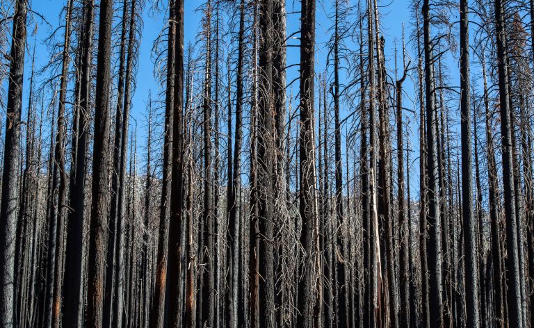 Study: Extinction threatens up to 16% of native US tree species ...
